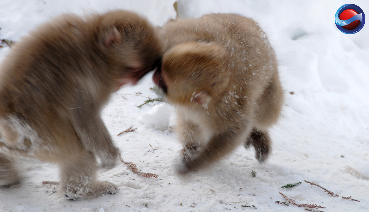 SnowJapan | The independent guide to skiing, snowboarding and ski ...