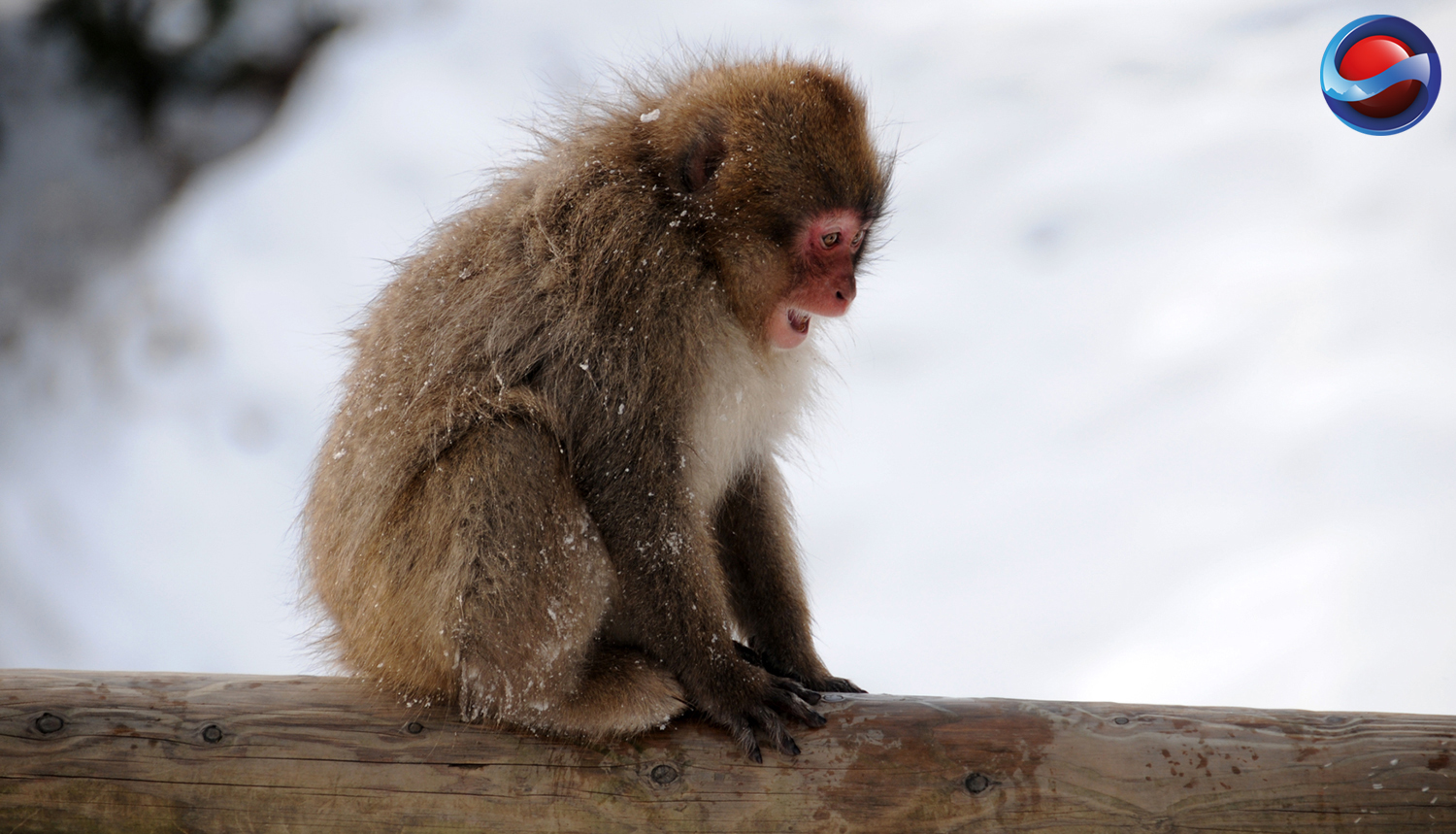 SnowJapan | The independent guide to skiing, snowboarding and ski ...