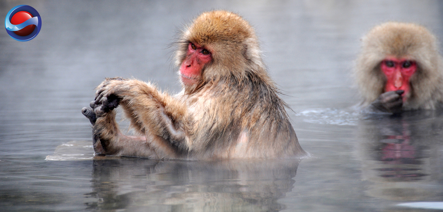 Japanese Monkeys Snow Monkey