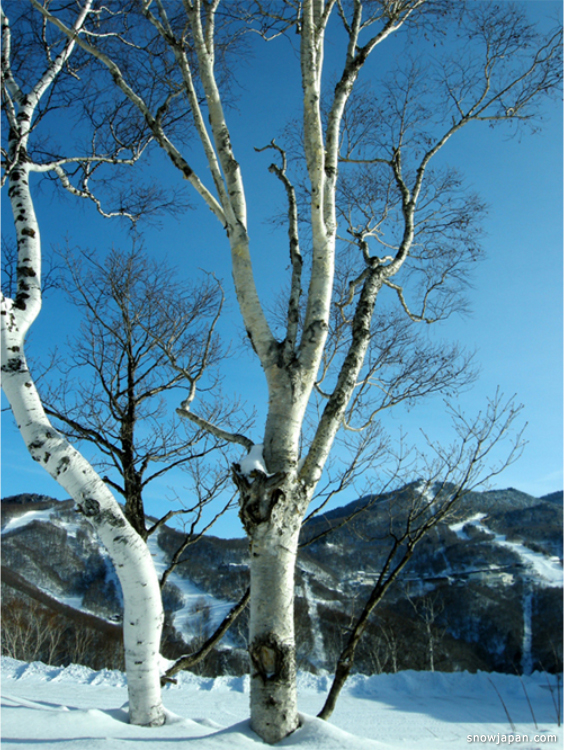 Erman's Birch | Tags | Japan ski photos | SnowJapan